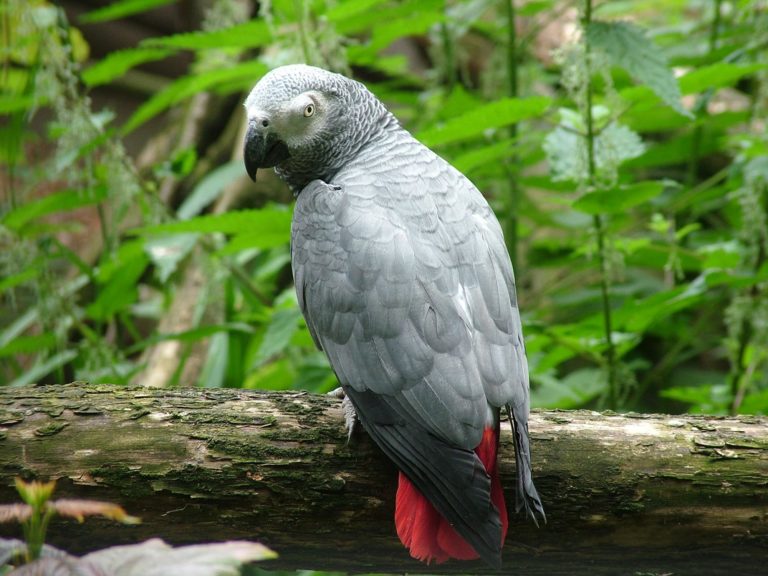 Vivere con un esemplare di Psittacus Erithacus Erithacus