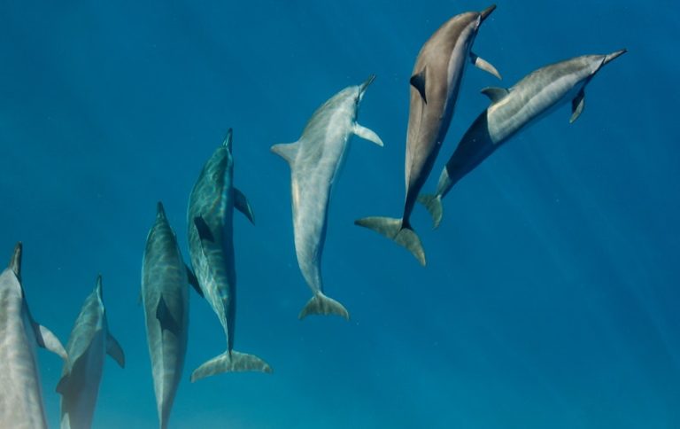 Anche i delfini si chiamano per nome!