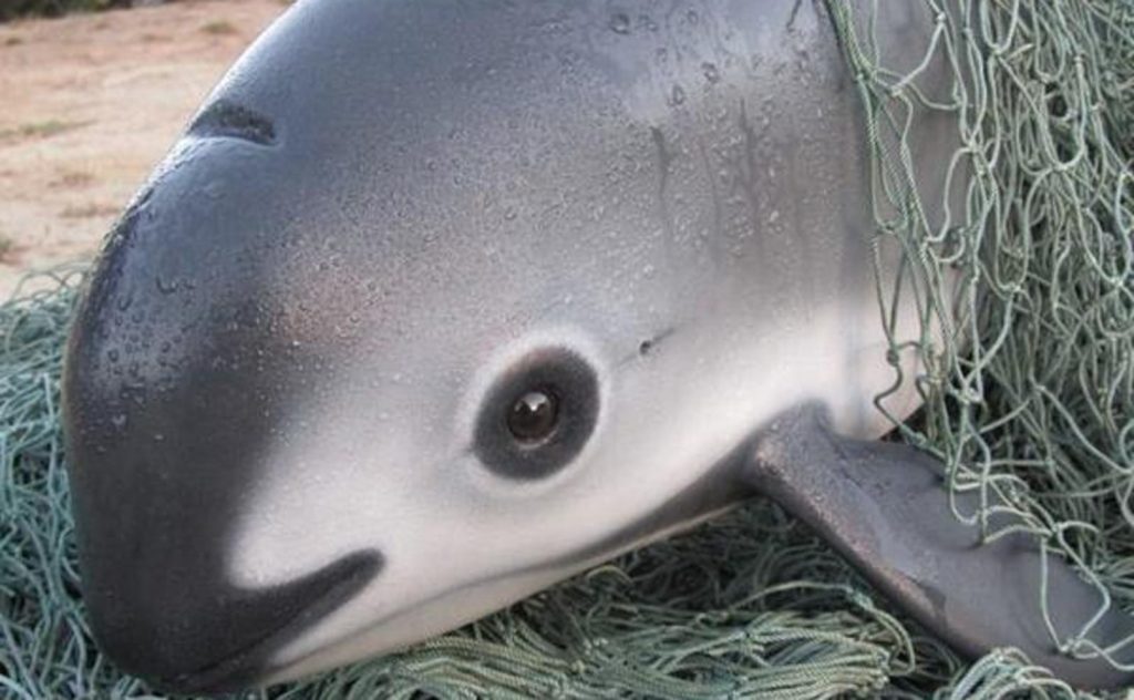 5 animali più rari al mondo in rischio di estinzione