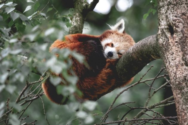 Panda rossi, 6 curiosità su questi animali che forse non sai!